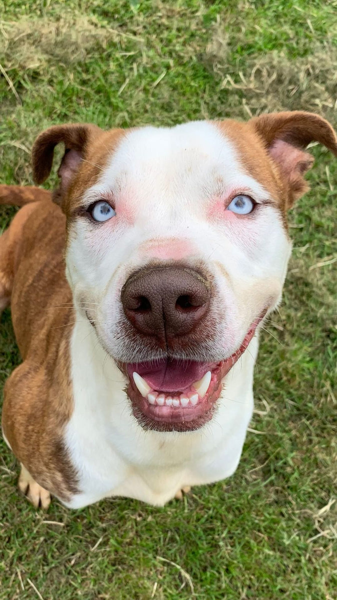 Fetcher Dog's beauty (handsome) of the Week - Say Hello to Oscar!1