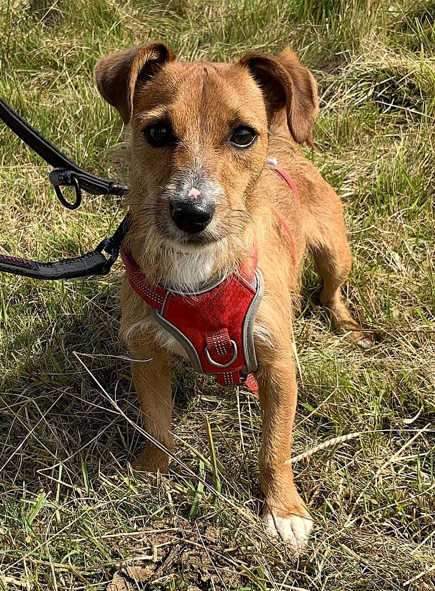 New Arrival!! - Please welcome Carmen to the Fetcher Dog Family!!