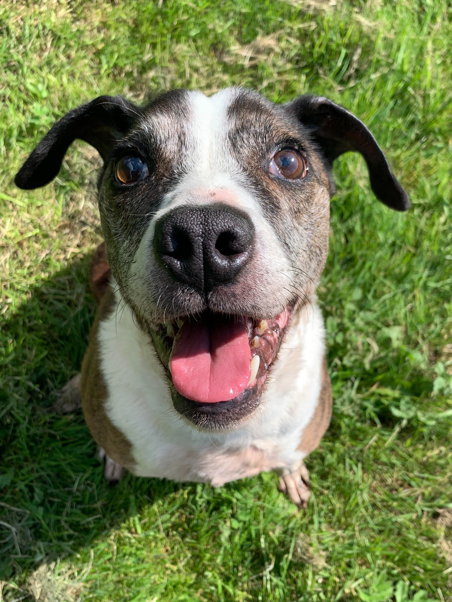 The Fetcher Dog Furry Feature - Please say hello to our oldest residen