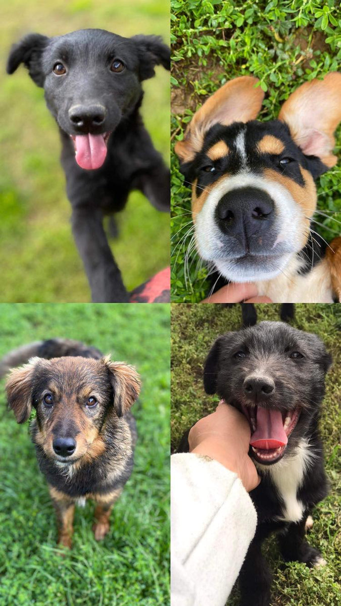 Stories from Bosnia - Emergency Puppy Rescue – Fetcher Dog