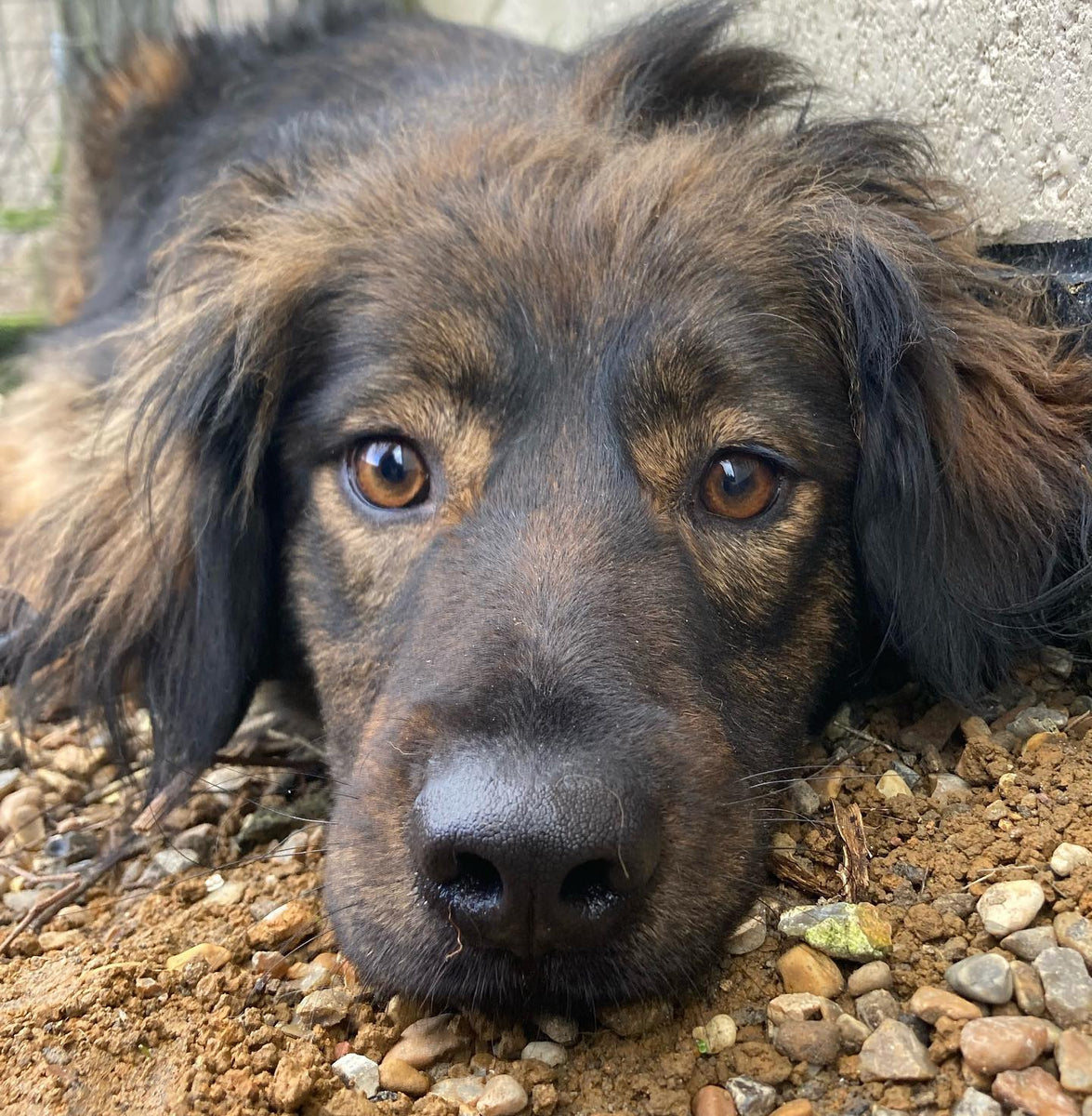 Cutie of the Week - Hazel!! – Fetcher Dog