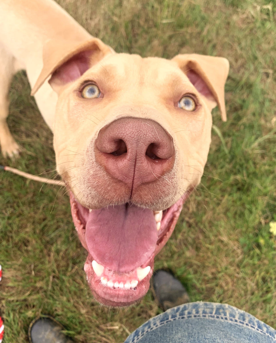 Meet Piglet our latest arrival at the rescue centre. – Fetcher Dog