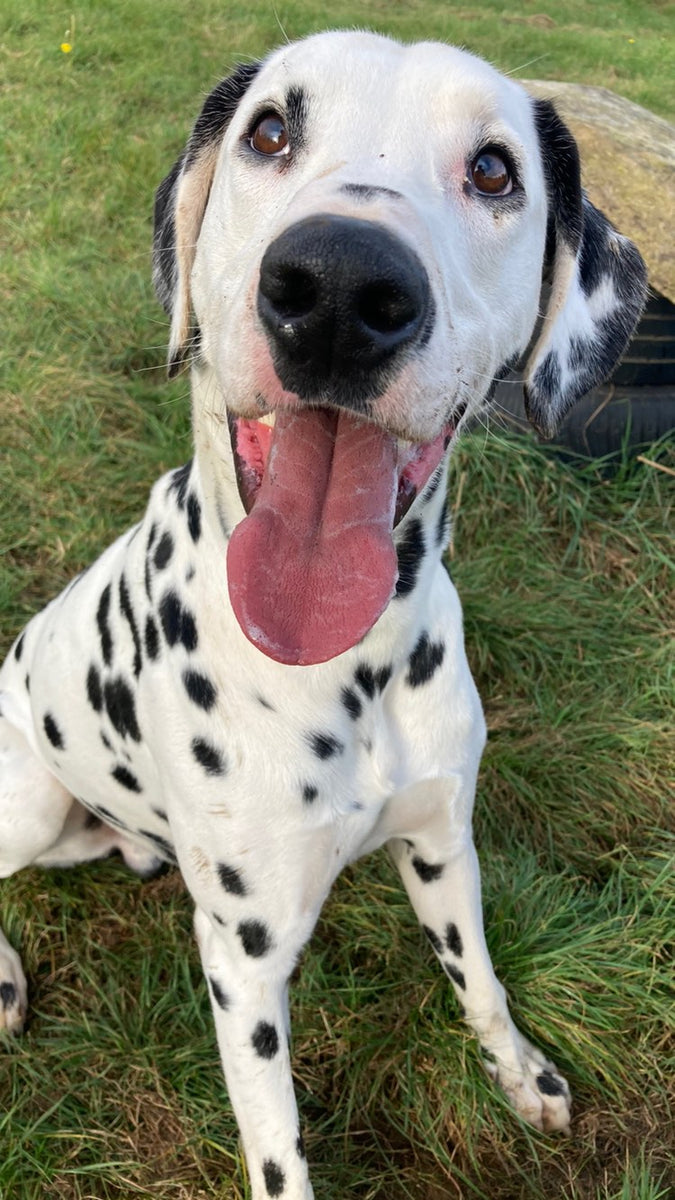 Meet Pongo - A new arrival at the rescue centre in Kent – Fetcher Dog