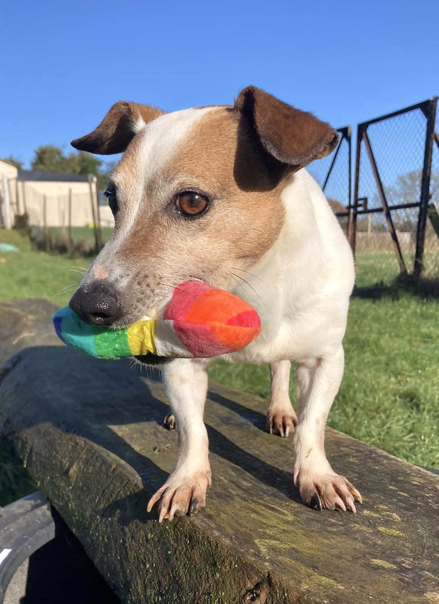 Fetcher Dog Toy Day - Cricket
