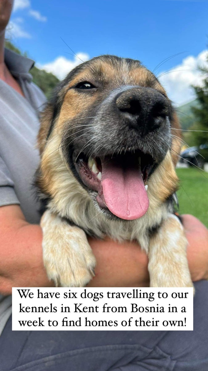 Fetcher Dog have six dogs arriving from Bosnia this week after a succe