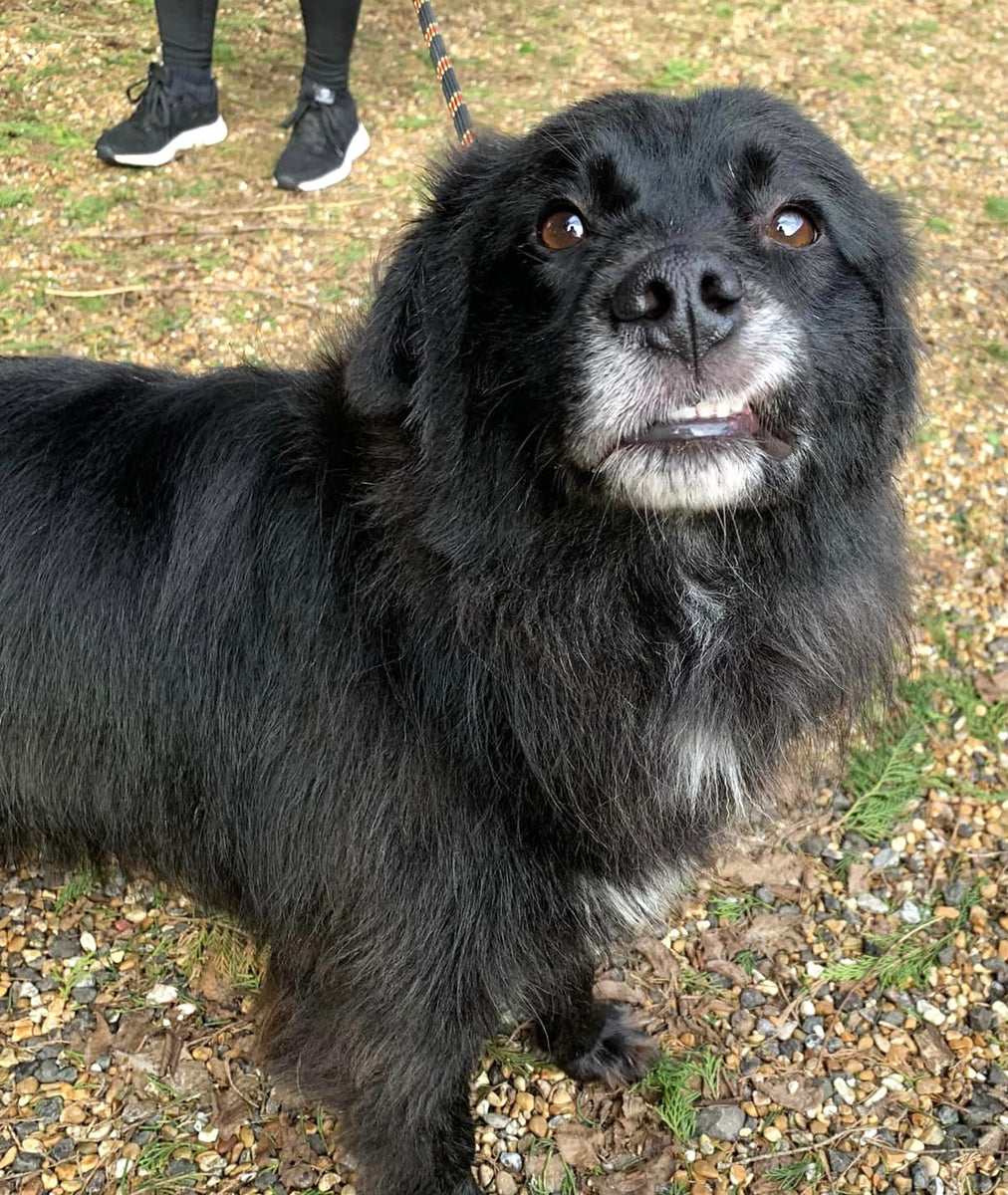 A big thank you to Sam from Tail Blazers Mobile Grooming for pampering ...