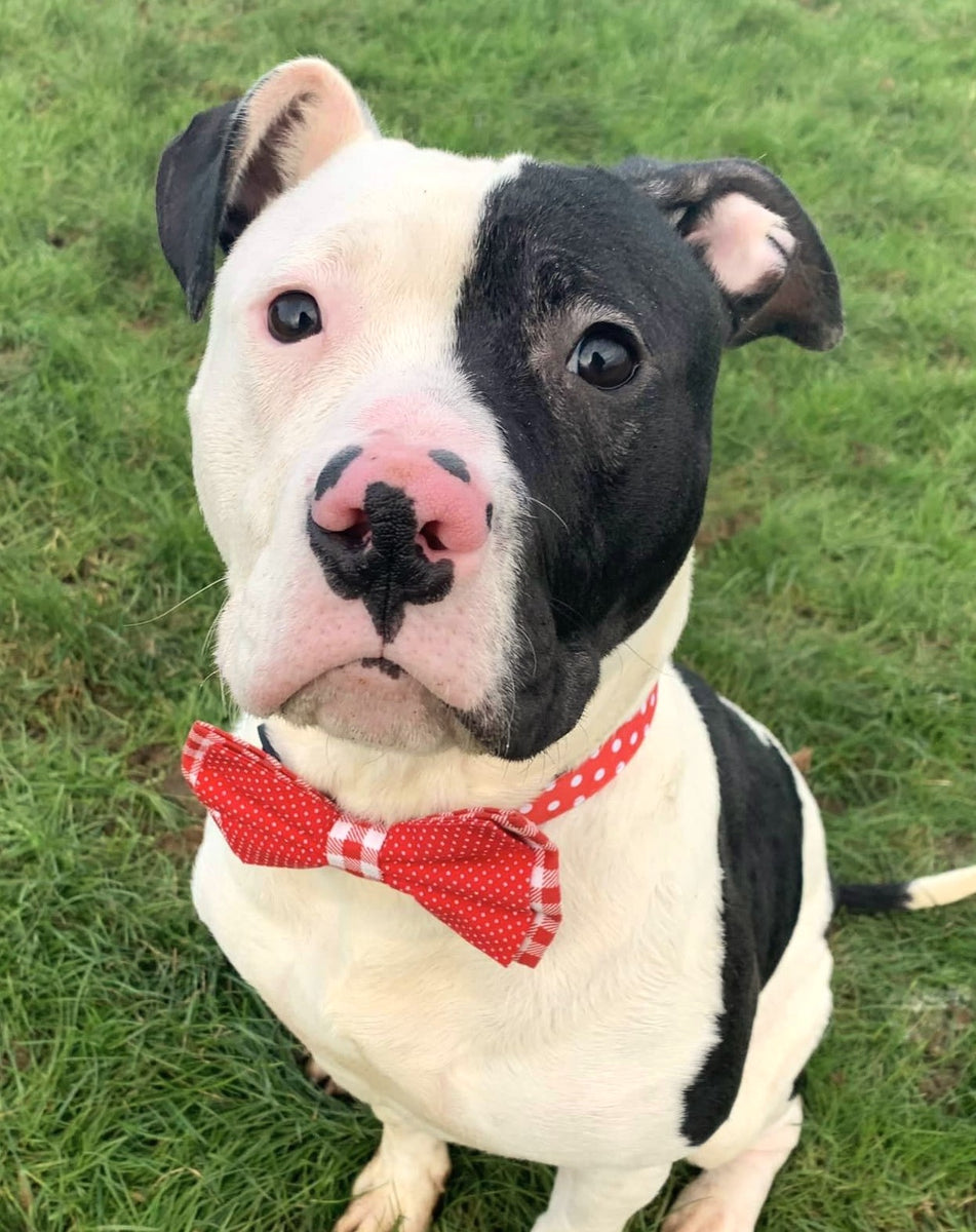 Please say Hello to this Elegant Gentleman - Pudding!! – Fetcher Dog