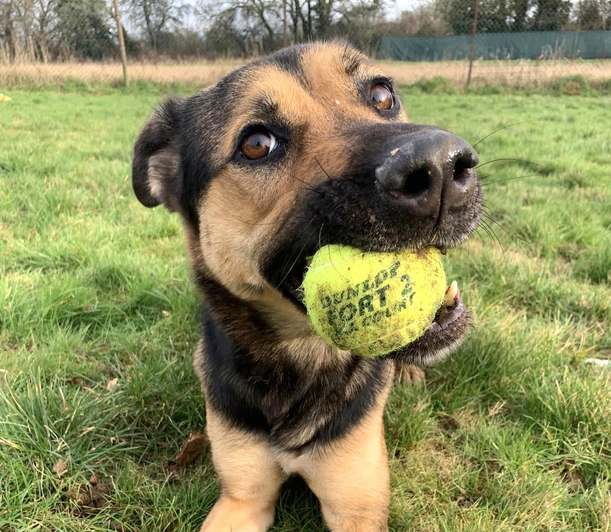 Fetcher Dog's Beauty of the Week - Please say Hello to Kida!!