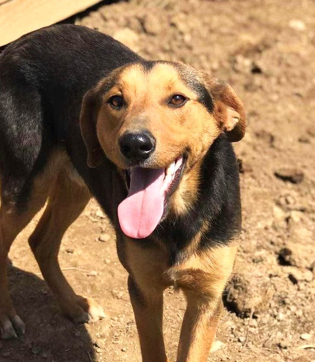 Caleb has been adopted!! – Fetcher Dog