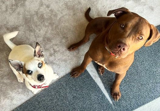 Two of our dogs are now related as Banjo and Sunny become best friends ...