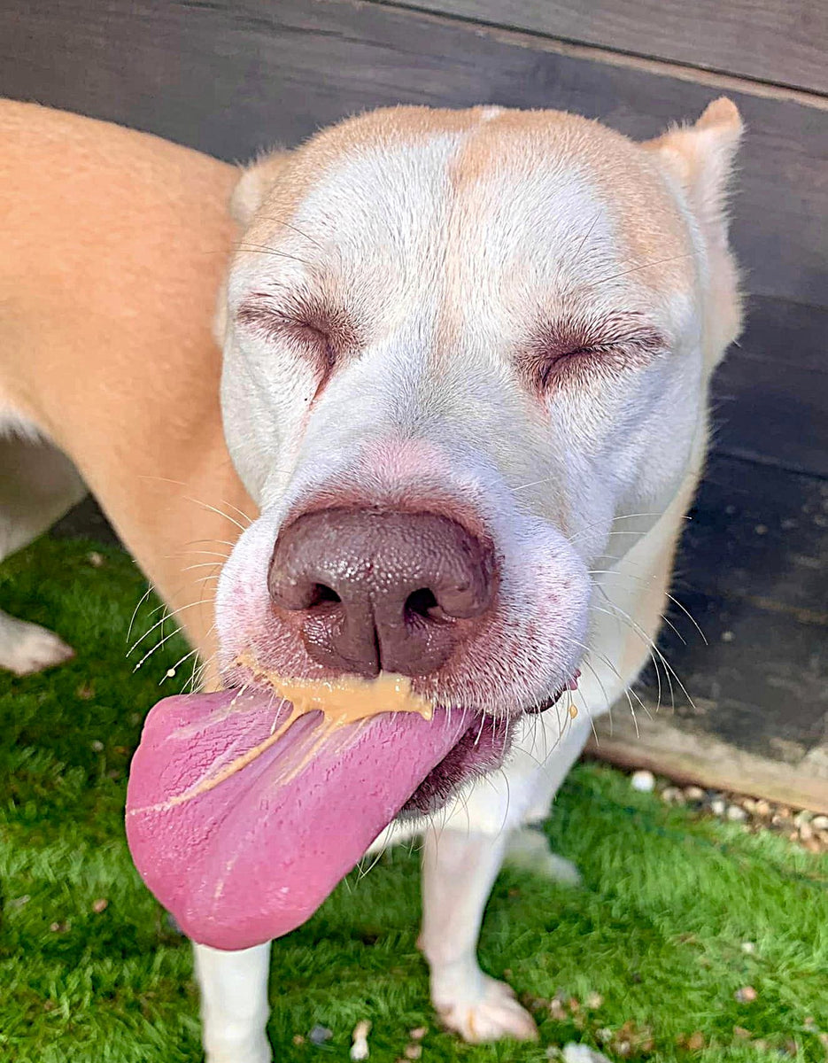 The Fetcher Dog Amazon Wish List.