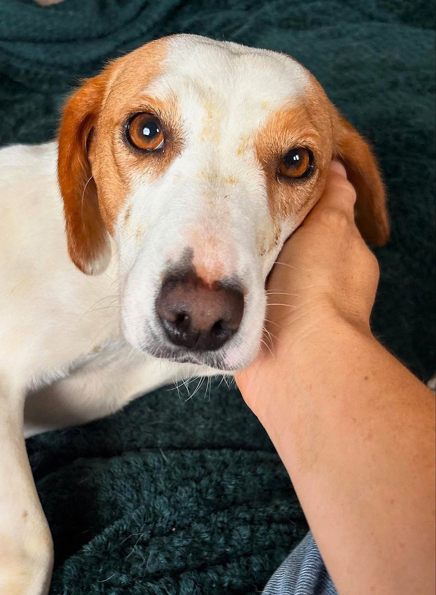 Please meet this sweety Gina!! – Fetcher Dog