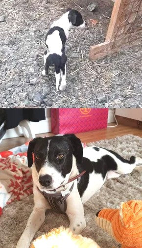 Would your company like to be a member of the FD100 club? – Fetcher Dog