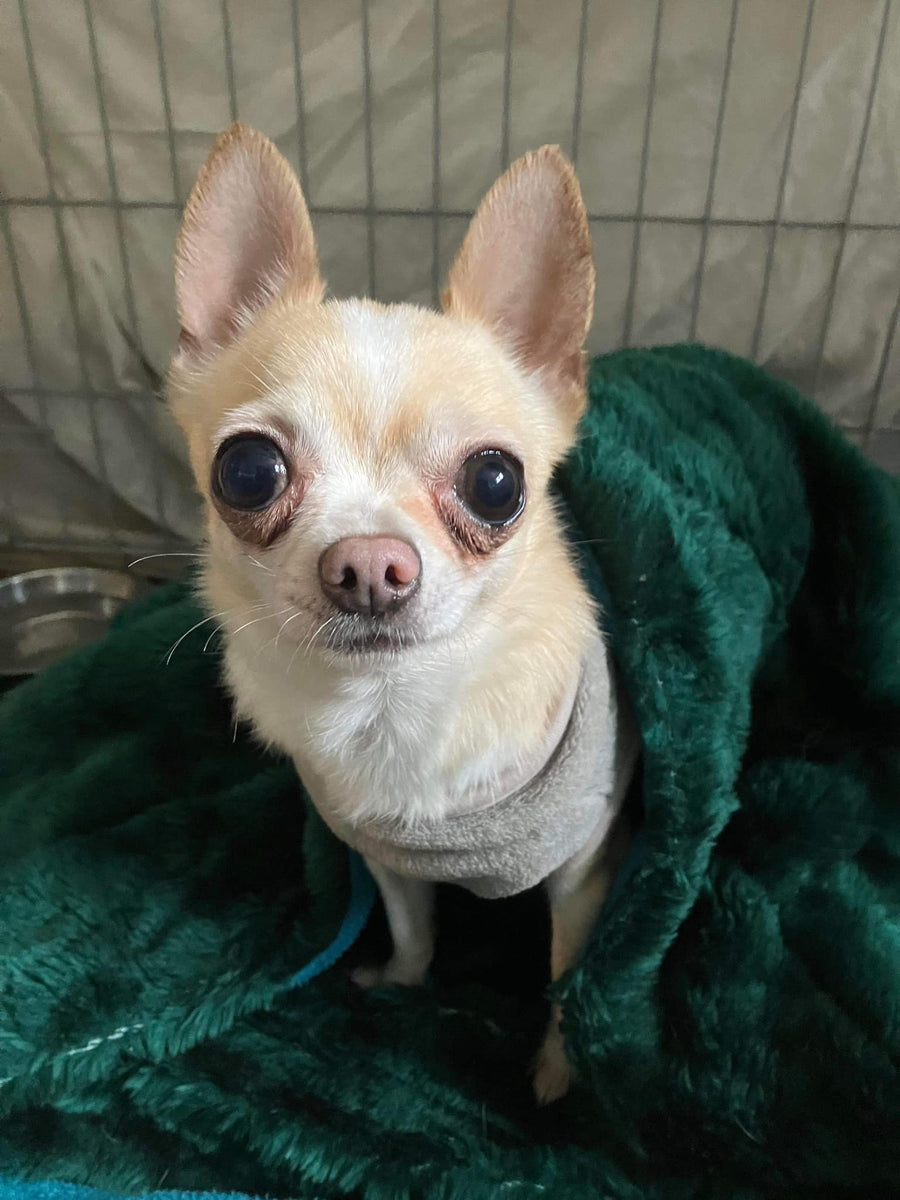 Two of our dogs got adopted today!! - Bruiser and Jasper – Fetcher Dog