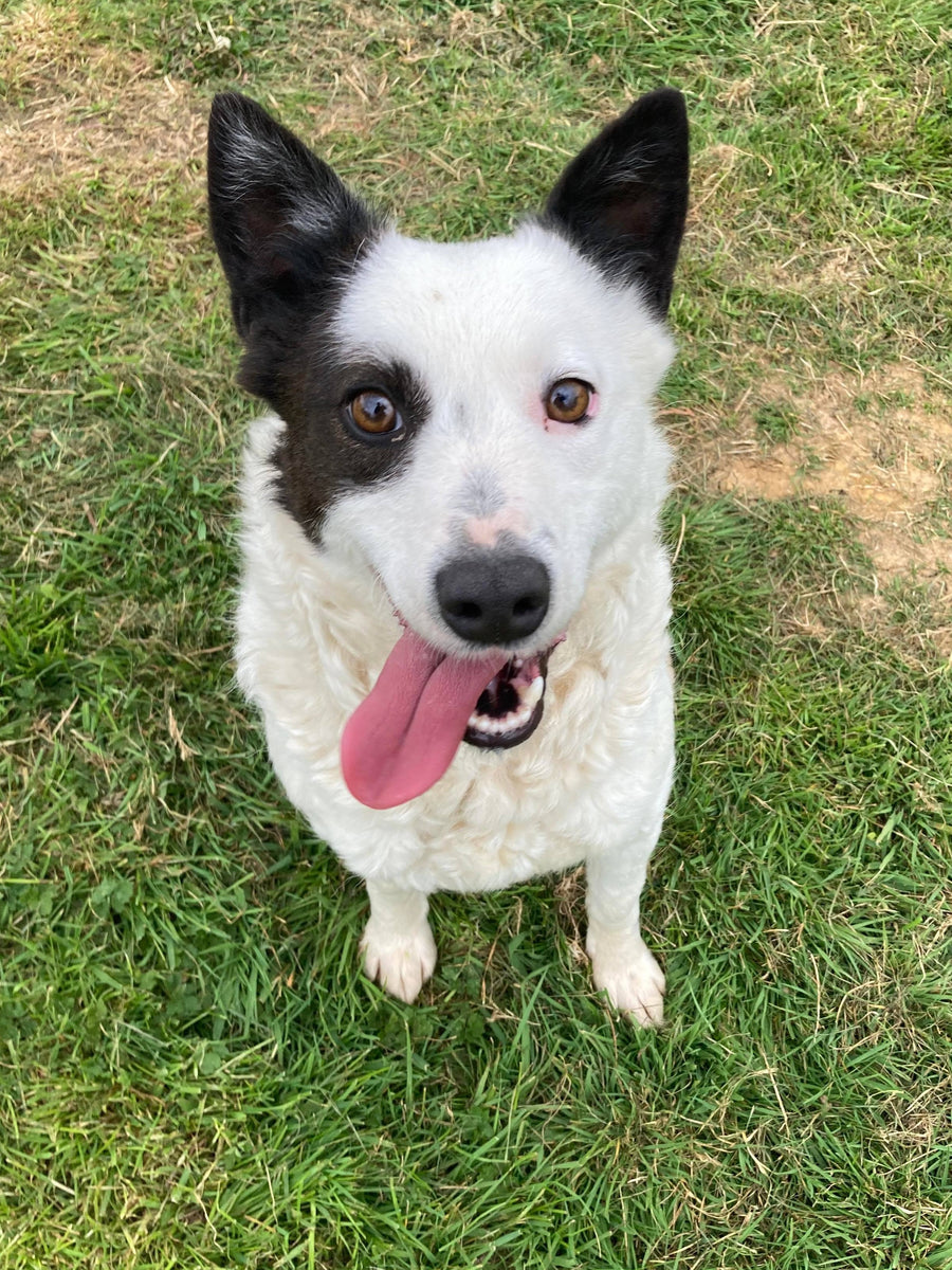 Pup Star of the Week - Cece – Fetcher Dog