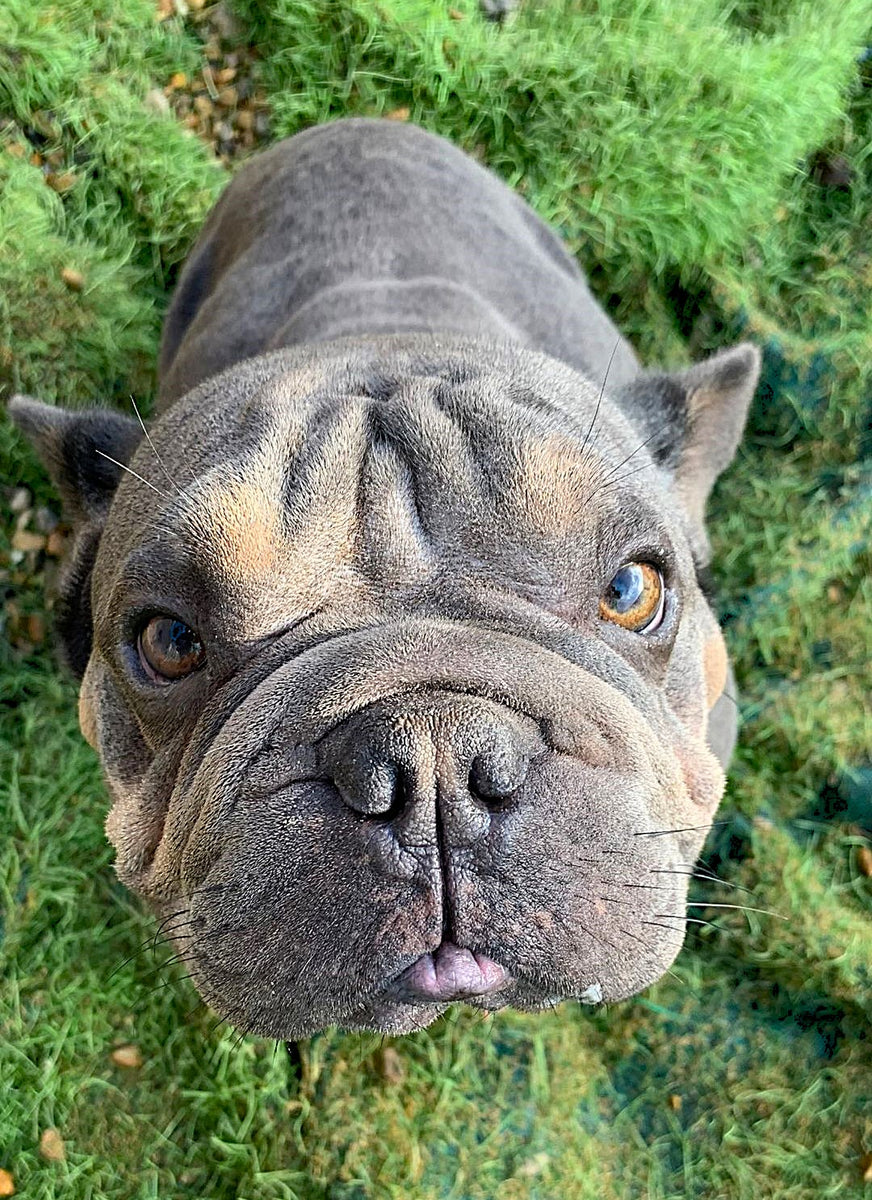 Dobby and Neville are the latest dogs to find their forever homes ...