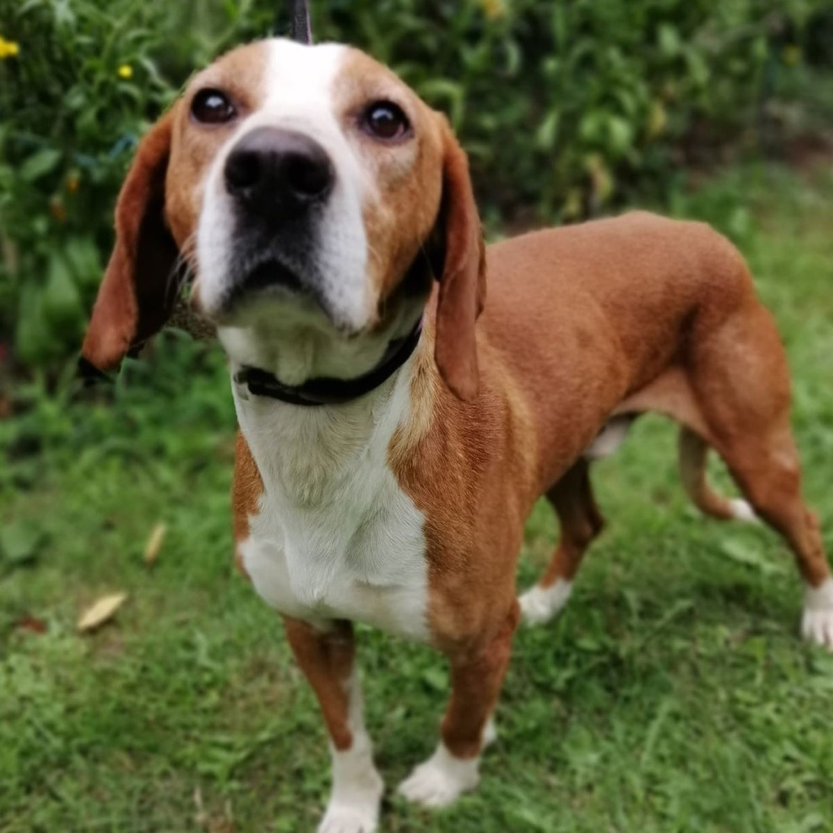 Pup Star of the Week - Ezra – Fetcher Dog