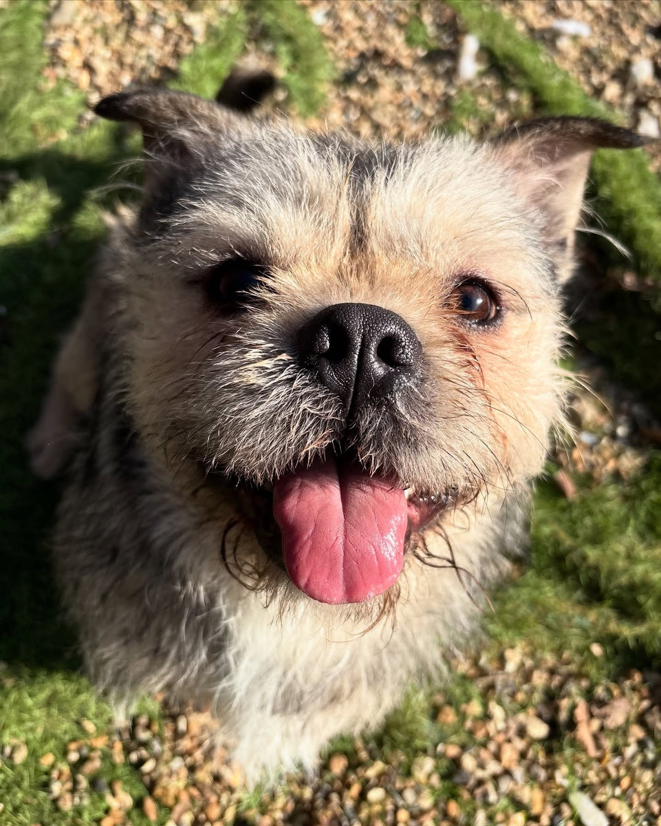 And here we go again! Meet another new arrival, Graham!! – Fetcher Dog