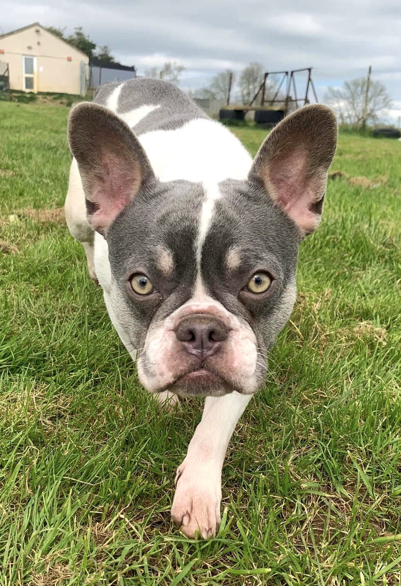 New Arrival to Fetcher Dog, Sweetheart Gwen arrives at the rescue cent