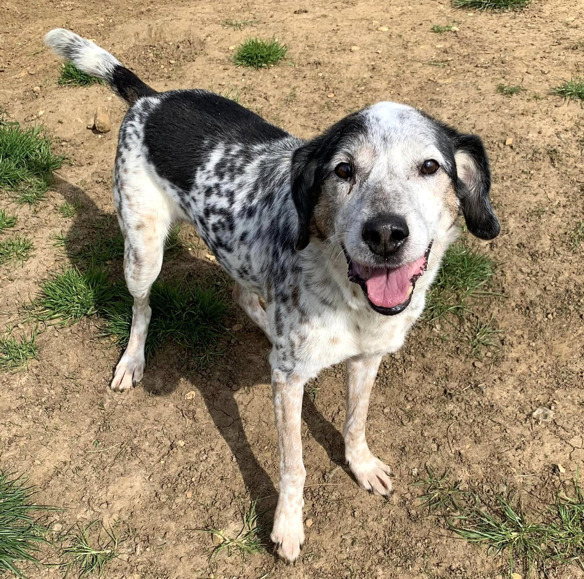 Cutie of the Week - Please say hello to Jasper!! – Fetcher Dog