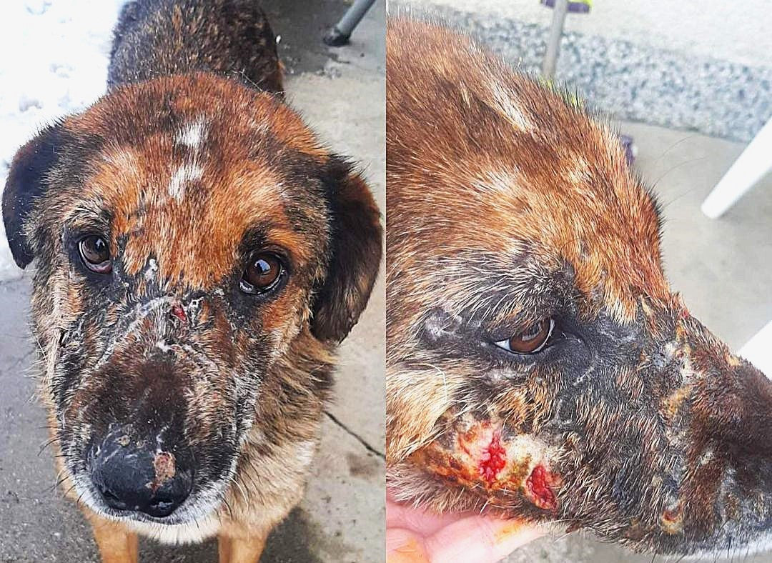 Medi's Journey, from the Bosnia streets, enduring dog attacks and, now ...