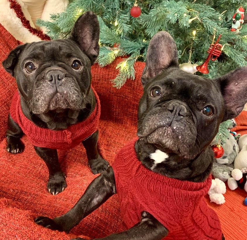 Day 5 Of Fetcher Dog s Twelve Days Of Xmas Meet Lorelai And Rory day-5-of-fetcher-dog-s-twelve-days-of-xmas-meet-lorelai-and-rory