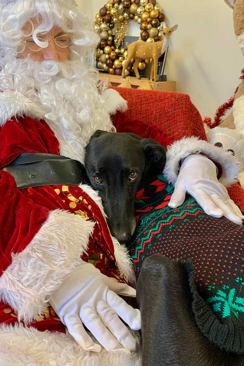 Day 4 Of Fetcher Dog s Twelve Days Of Xmas Handsome Neville day-4-of-fetcher-dog-s-twelve-days-of-xmas-handsome-neville