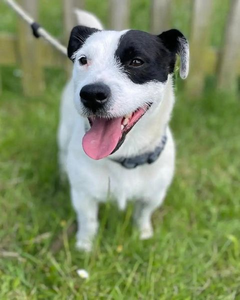 This cutie will be with us soon, stay tuned for updates! – Fetcher Dog