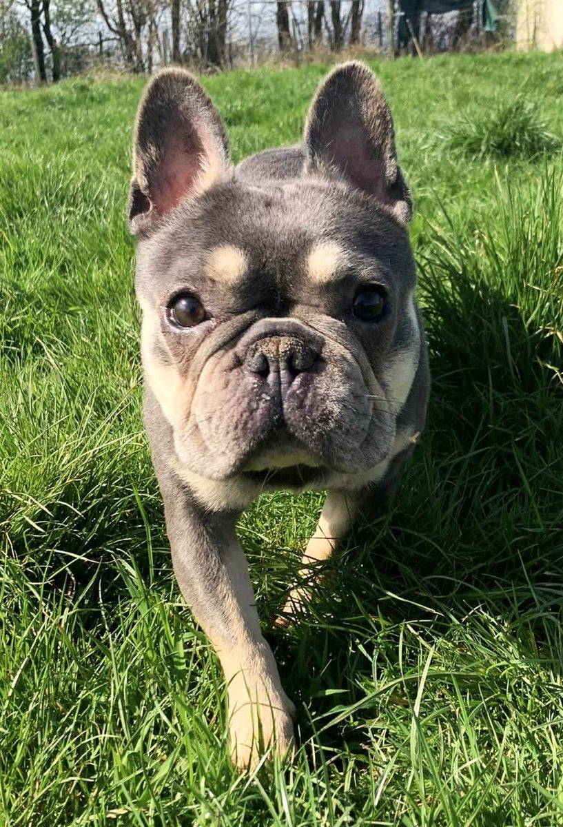 Please welcome Penny to the Fetcher Dog Family!