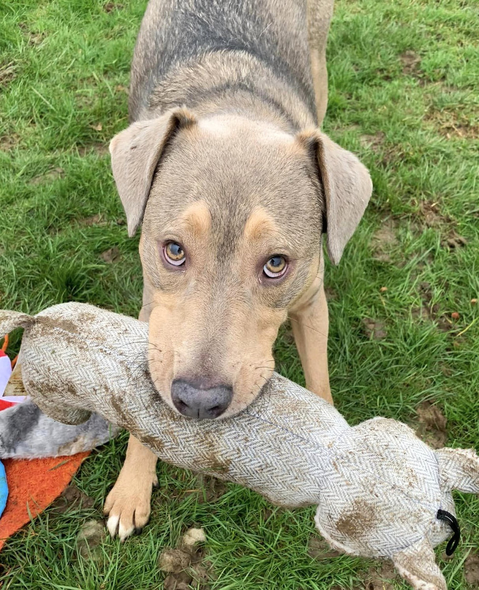 Please welcome Reggie and Maddie to the Fetcher Dog Family!!