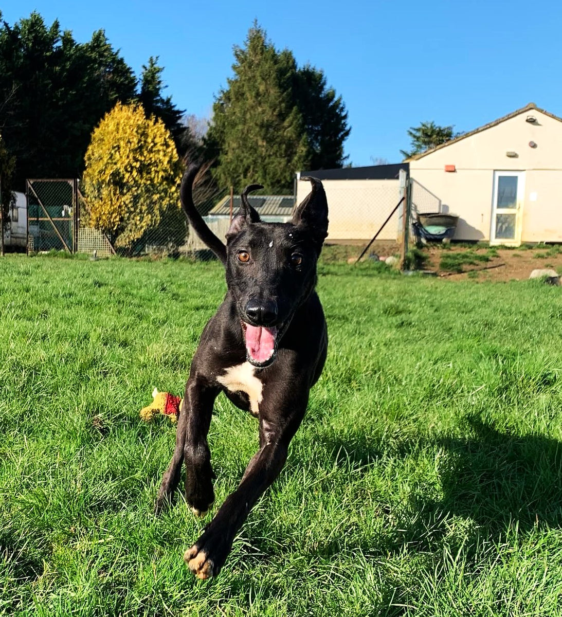 Do you want to help us raise much needed funds for our rescue dogs ...