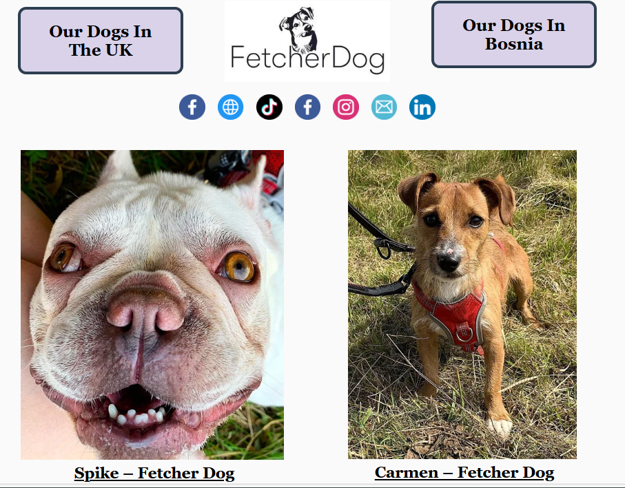 The Fetcher Dog September Newsletter is ready, subscribe to receive an