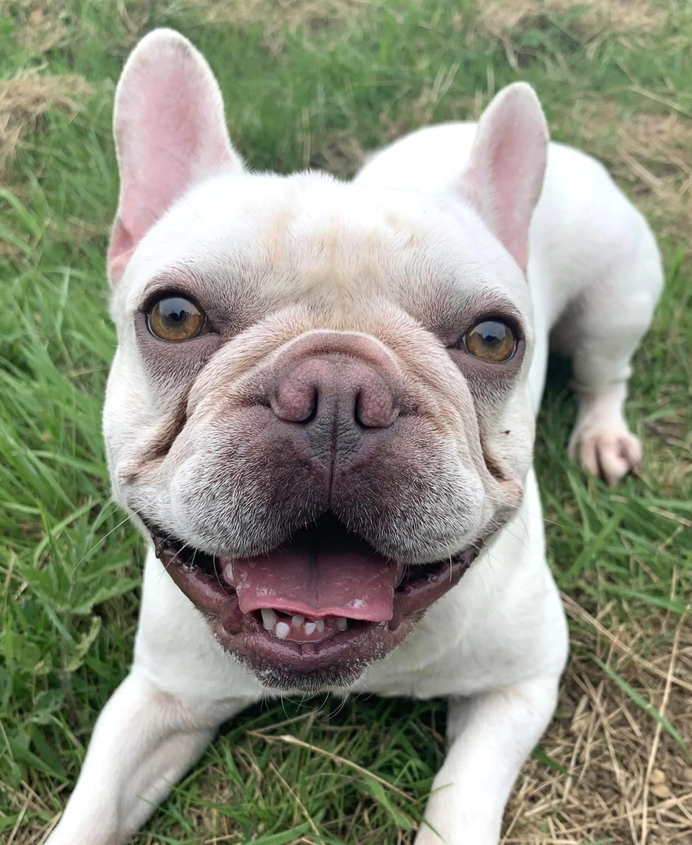 Meet Spike! Our second Frenchie rescue of the week! – Fetcher Dog