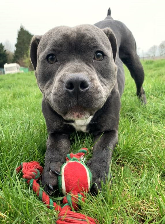 New Arrival! - Staffie lovers unite, meet Merlin! – Fetcher Dog