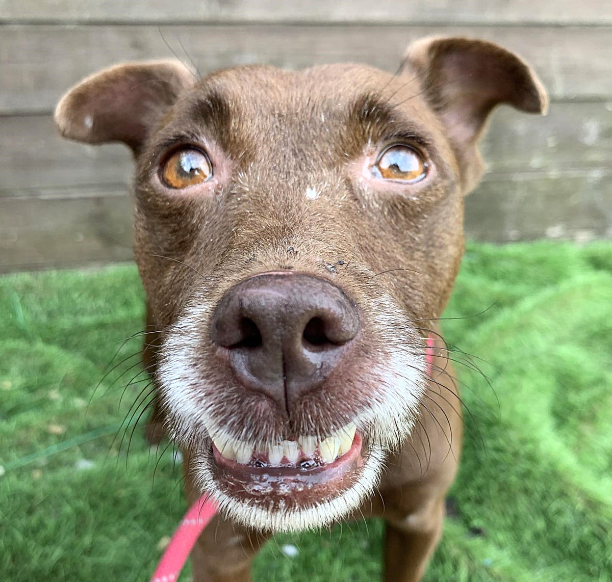 We have just rescued this beauty, please welcome Sugar to the Fetcher – Fetcher Dog