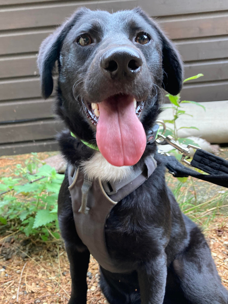 Pup Star of the Week - Suki – Fetcher Dog