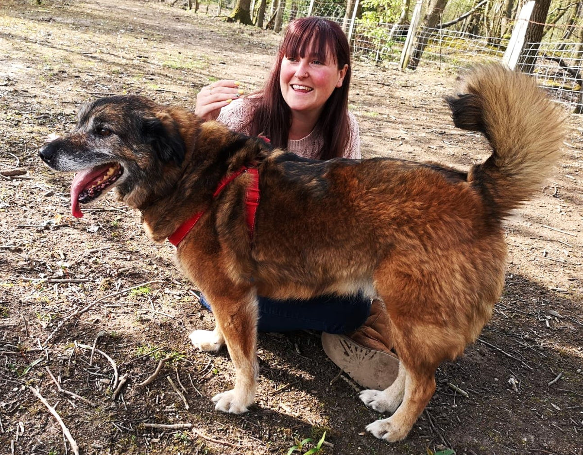 Sad news as Waldo, one of Fetcher Dog's first rescued dogs, passes awa